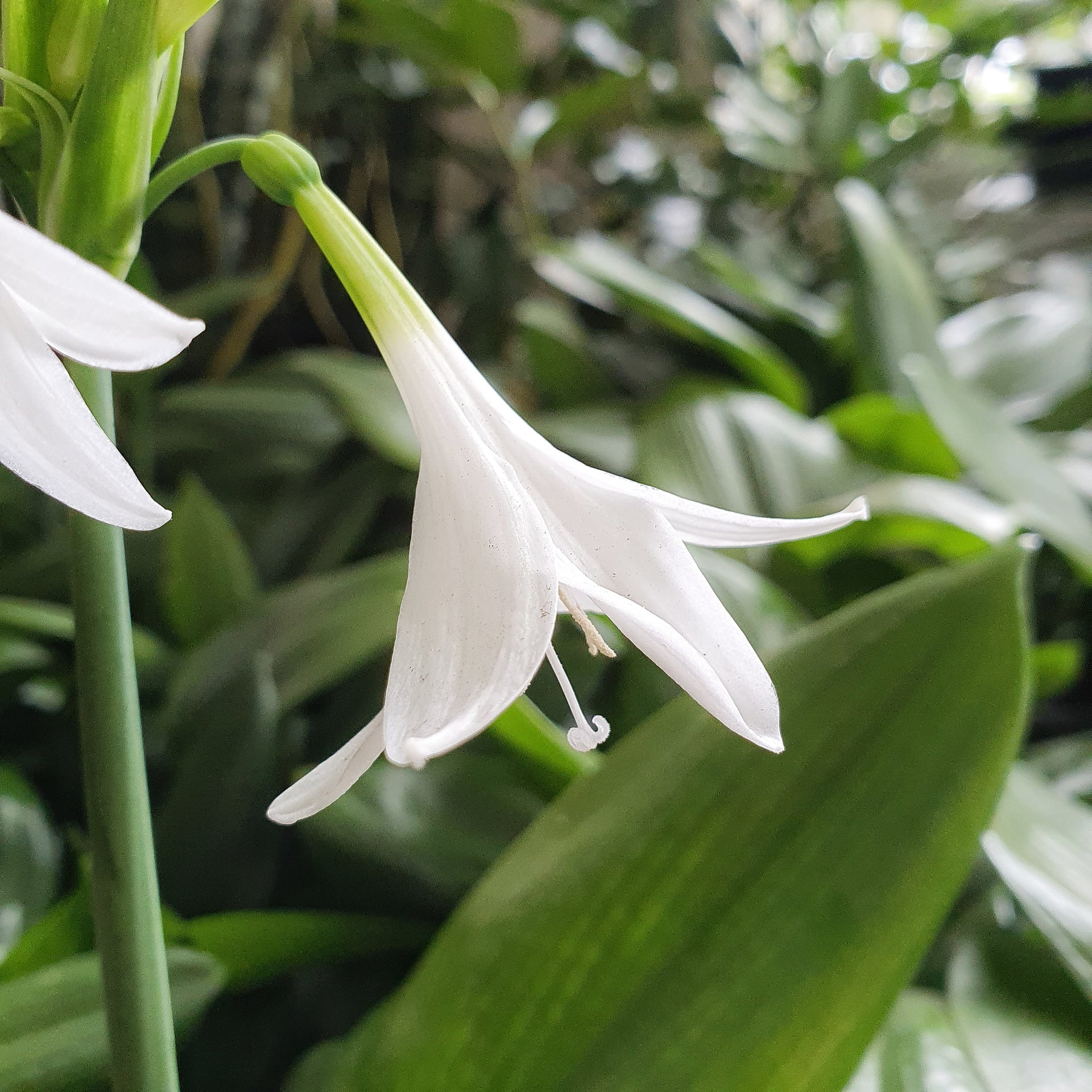 Caliphruria subedentata (Green Supreme) - 20cm pot | Plantsmith Indoor ...
