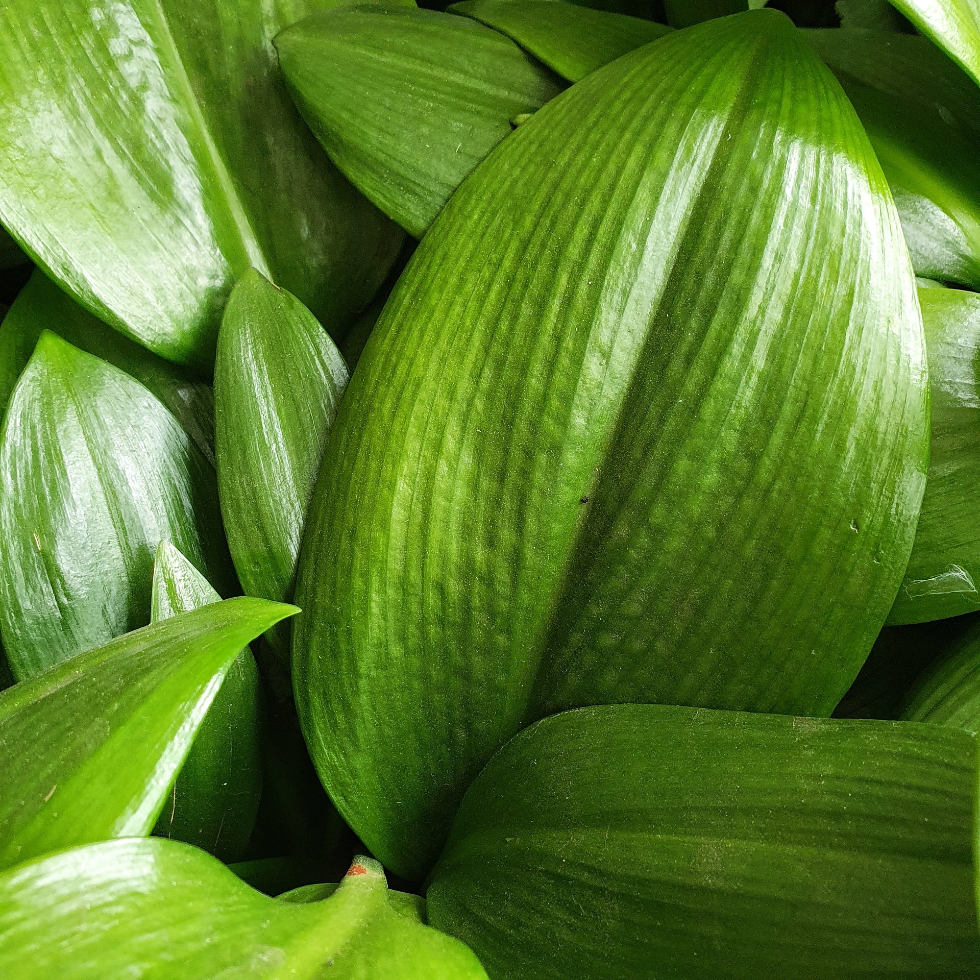 Caliphruria subedentata (Green Supreme) - 20cm pot | Plantsmith Indoor ...