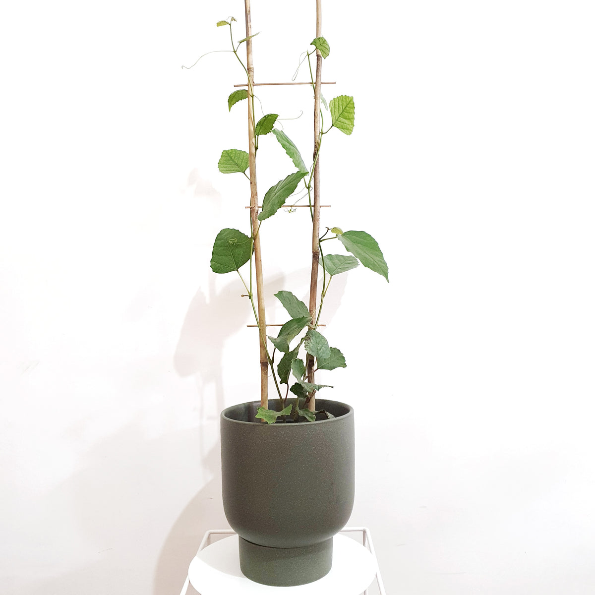 Cissus Antarctica (Kangaroo Vine) - 14cm pot | Plantsmith Indoor Plants ...