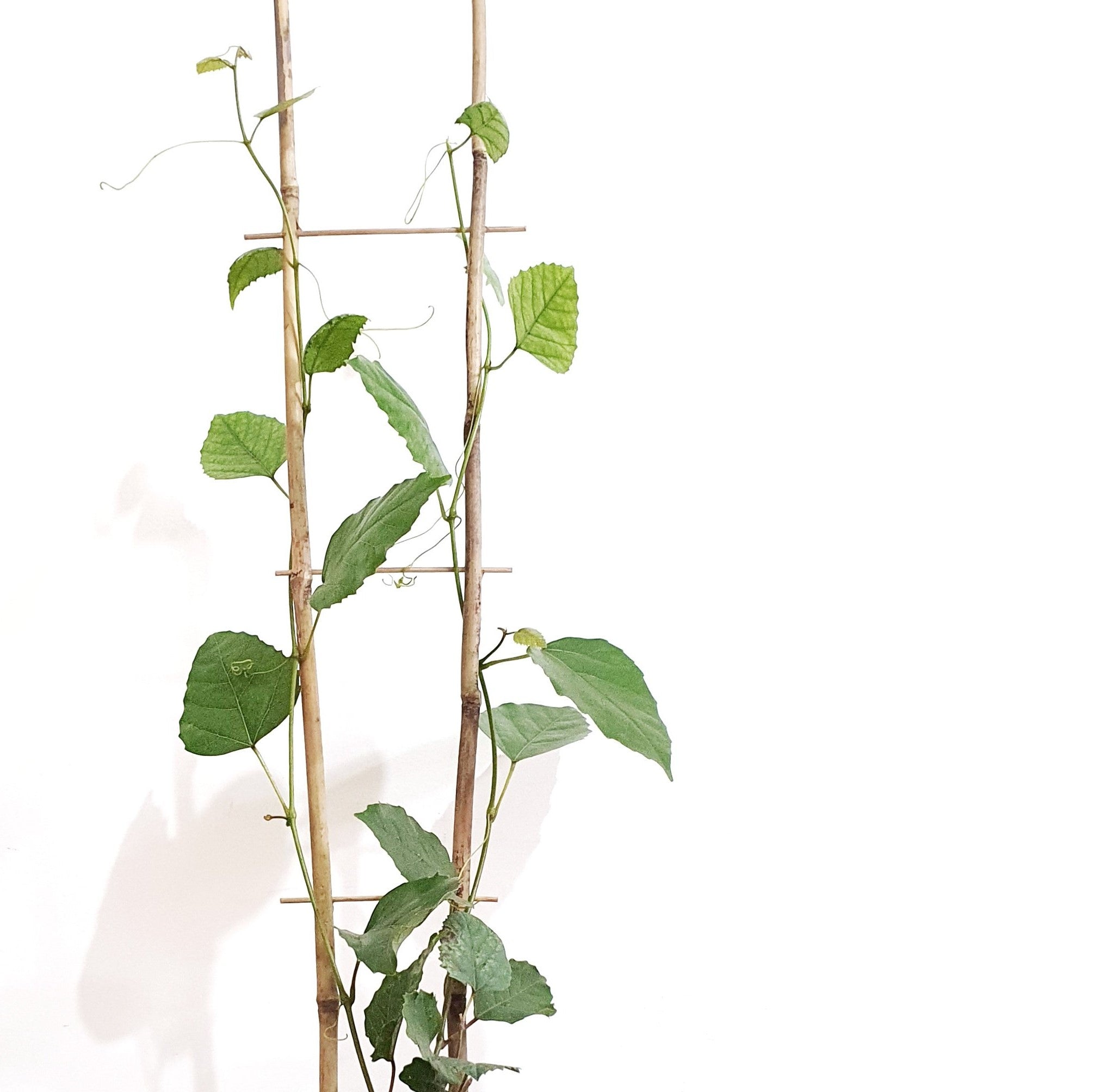 Bamboo Ladder Plant Trellis | Plantsmith Indoor Plants Melbourne