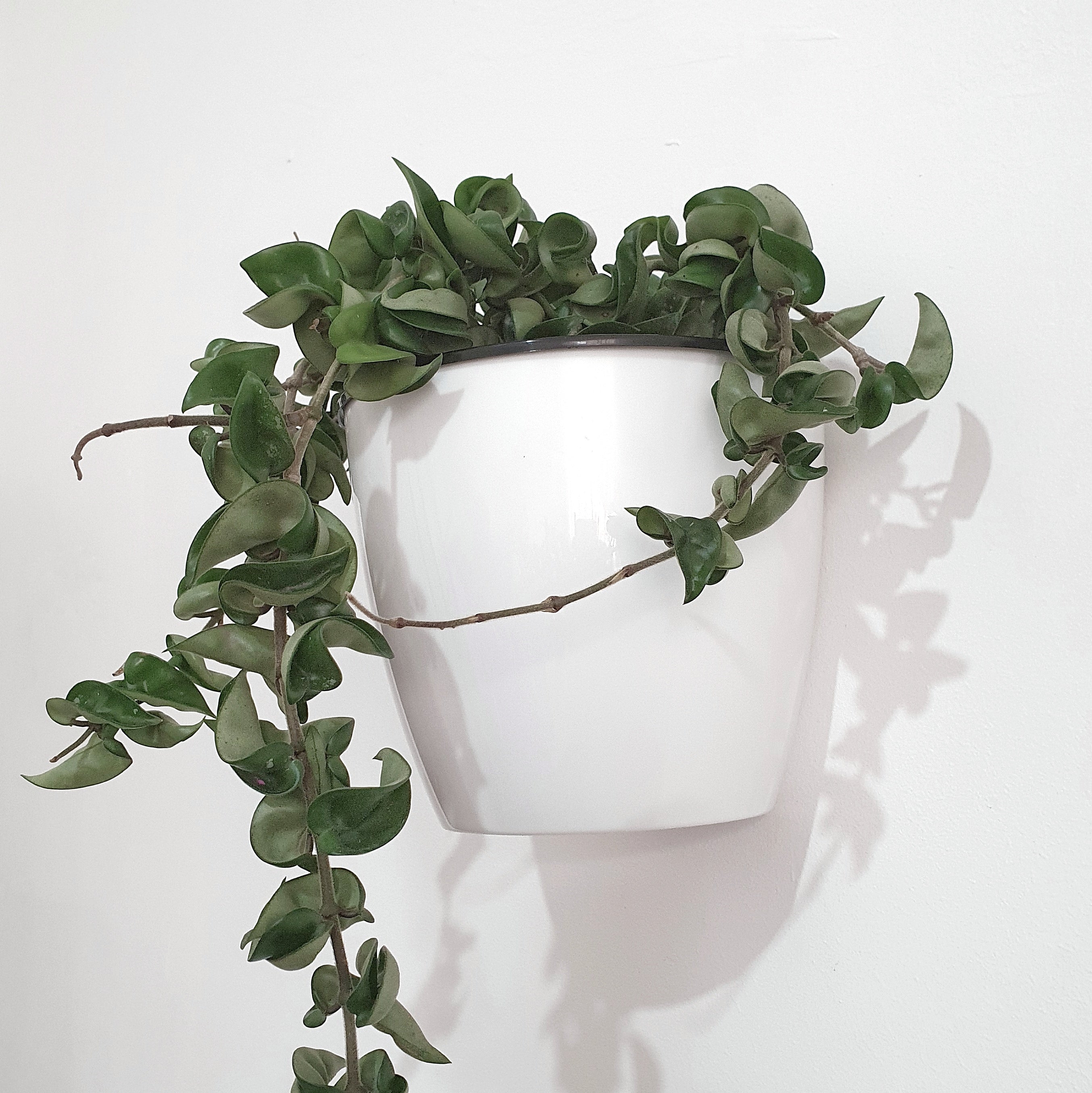 Wall Mounted Self Watering Planter | Plantsmith Indoor Plants Melbourne