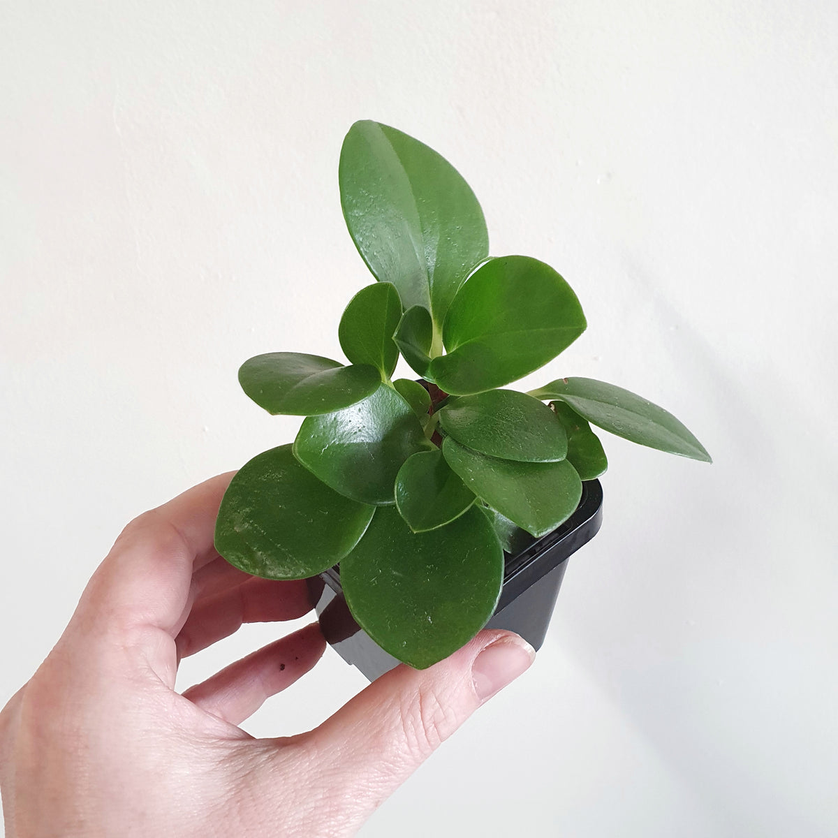 Peperomia obtusifolia (Jade Peperomia) - 7cm pot | Plantsmith Indoor ...