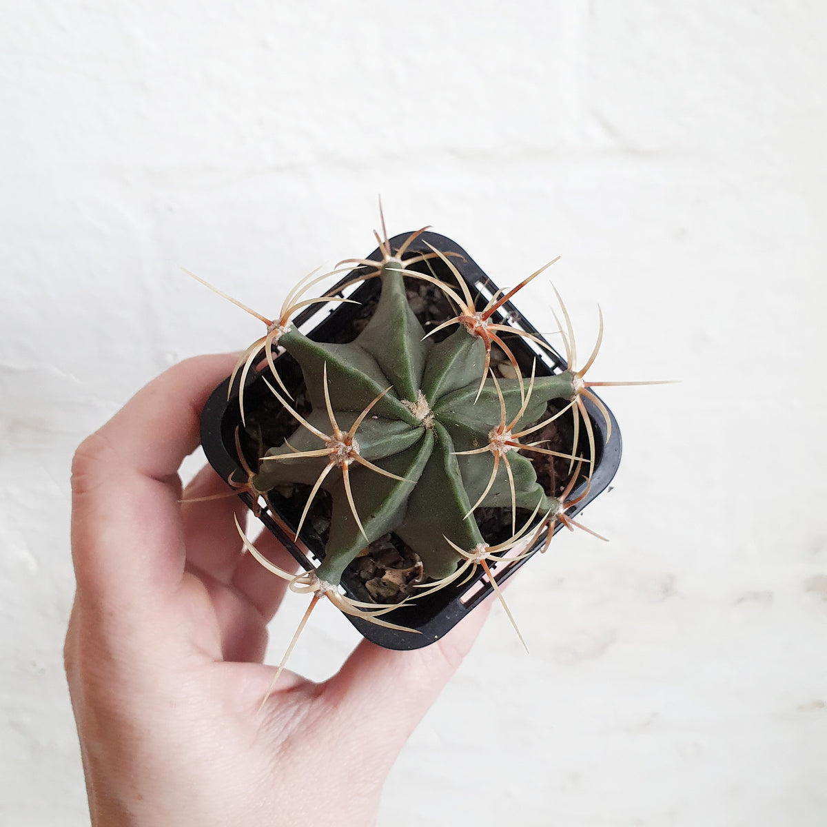 Ferocactus electranthus (Electrode Cactus) - 7cm pot | Plantsmith ...
