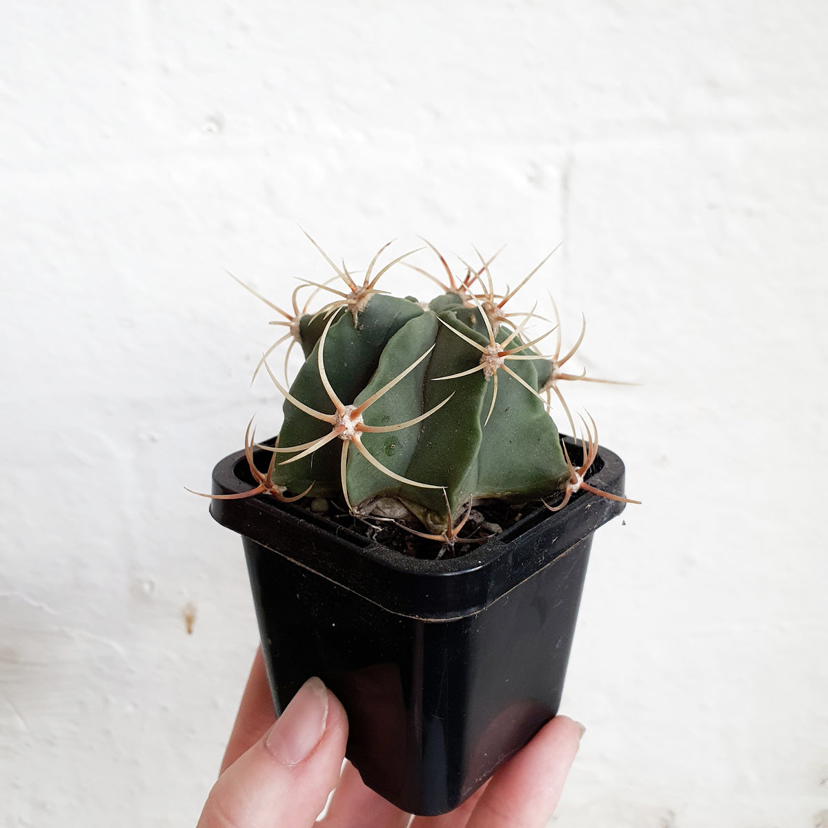 Ferocactus electranthus (Electrode Cactus) - 7cm pot | Plantsmith ...
