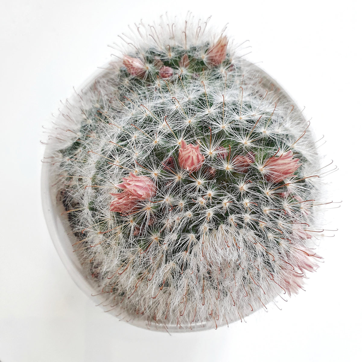 Mammillaria bocosana (Powder Puff Cactus) - 13cm pot | Plantsmith ...