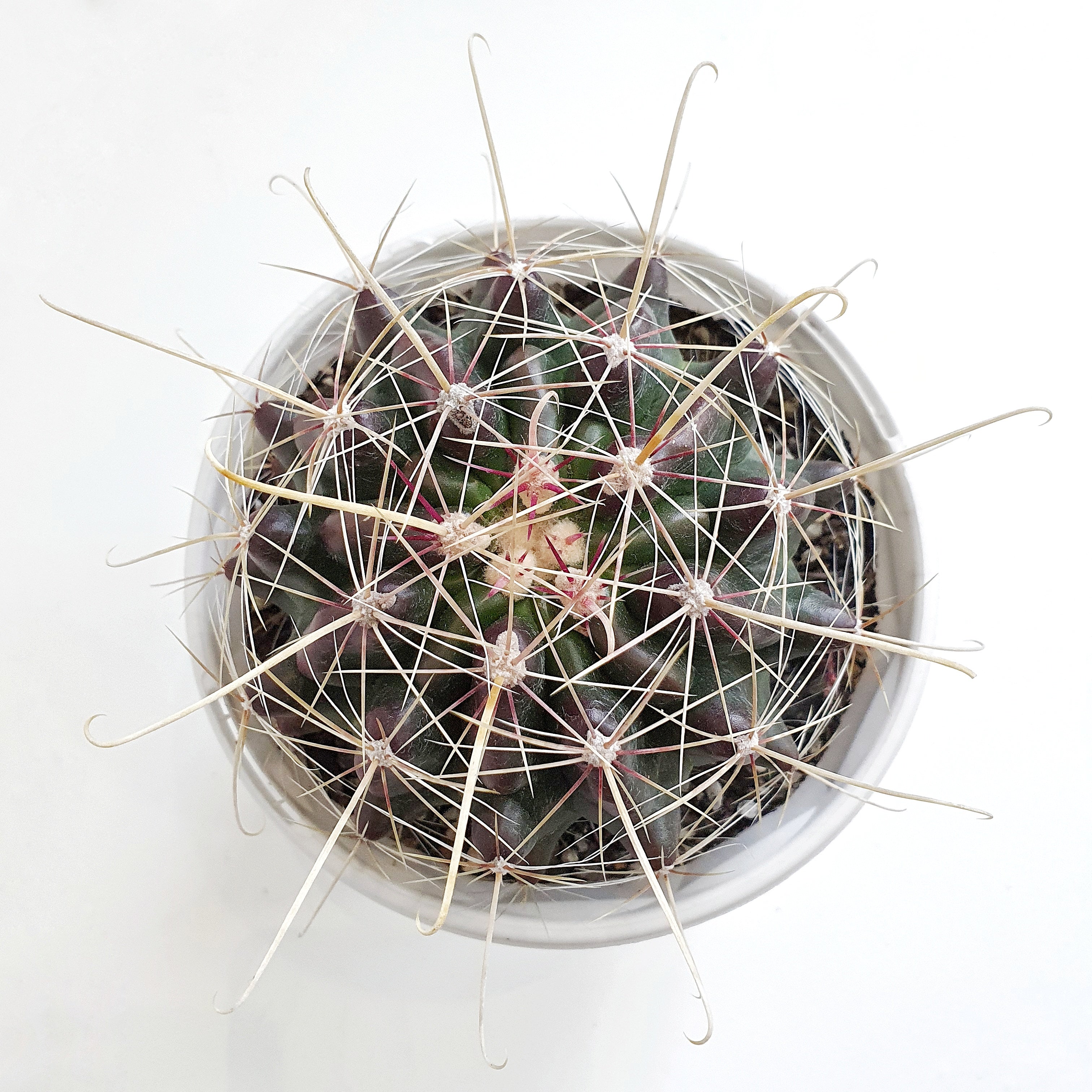 Hamatocactus setispinus (Strawberry Cactus) - 13cm pot | Plantsmith ...
