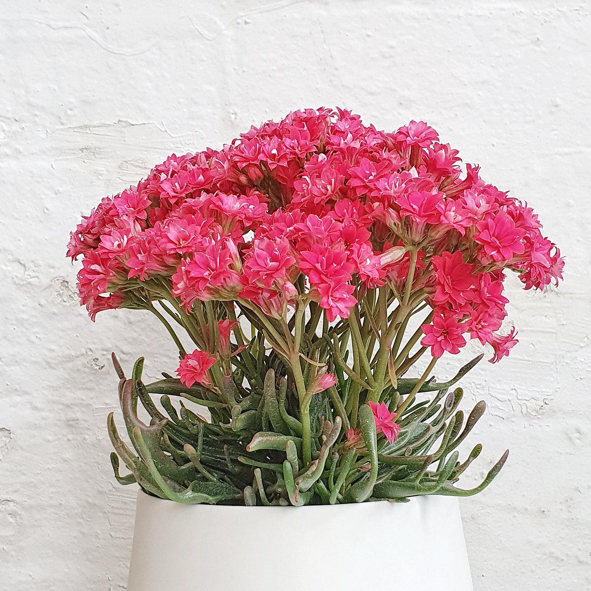 Kalanchoe 'Tarantula' - 13cm pot | Plantsmith Indoor Plants Melbourne