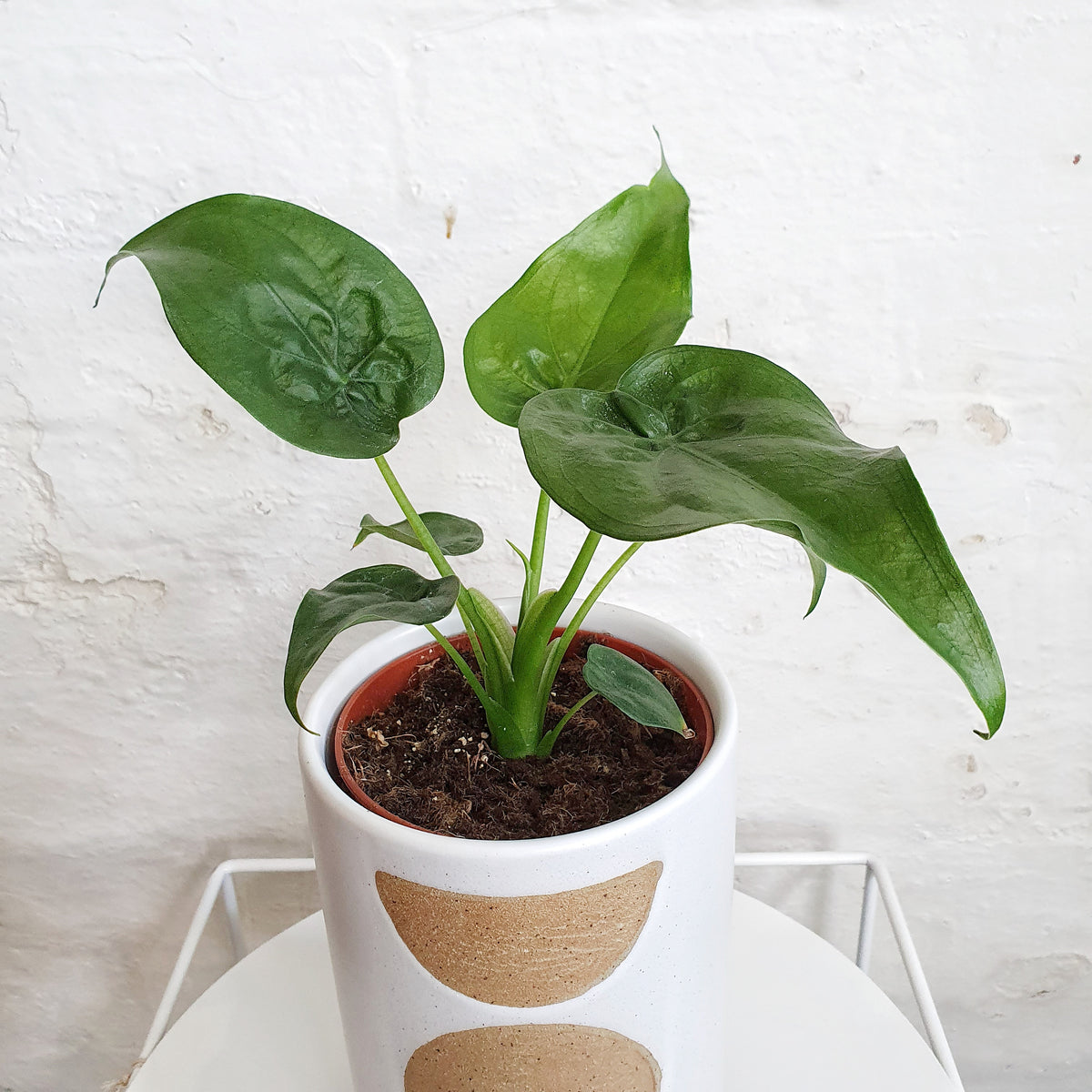 Alocasia cucullata (Buddha's Hand) - 12cm pot | Plantsmith Indoor ...