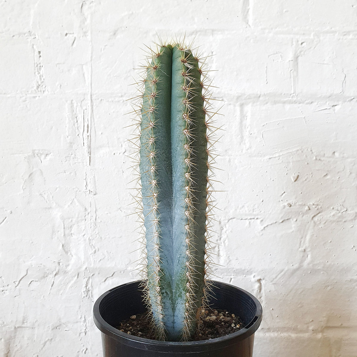 Pilocereus azures (Blue Torch Cactus) - 15cm pot | Plantsmith Indoor ...
