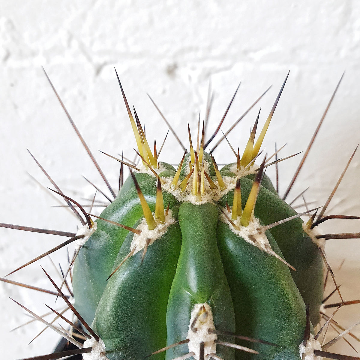 Stetsonia coryne (Cactus) - 15cm pot | Plantsmith Indoor Plants Melbourne