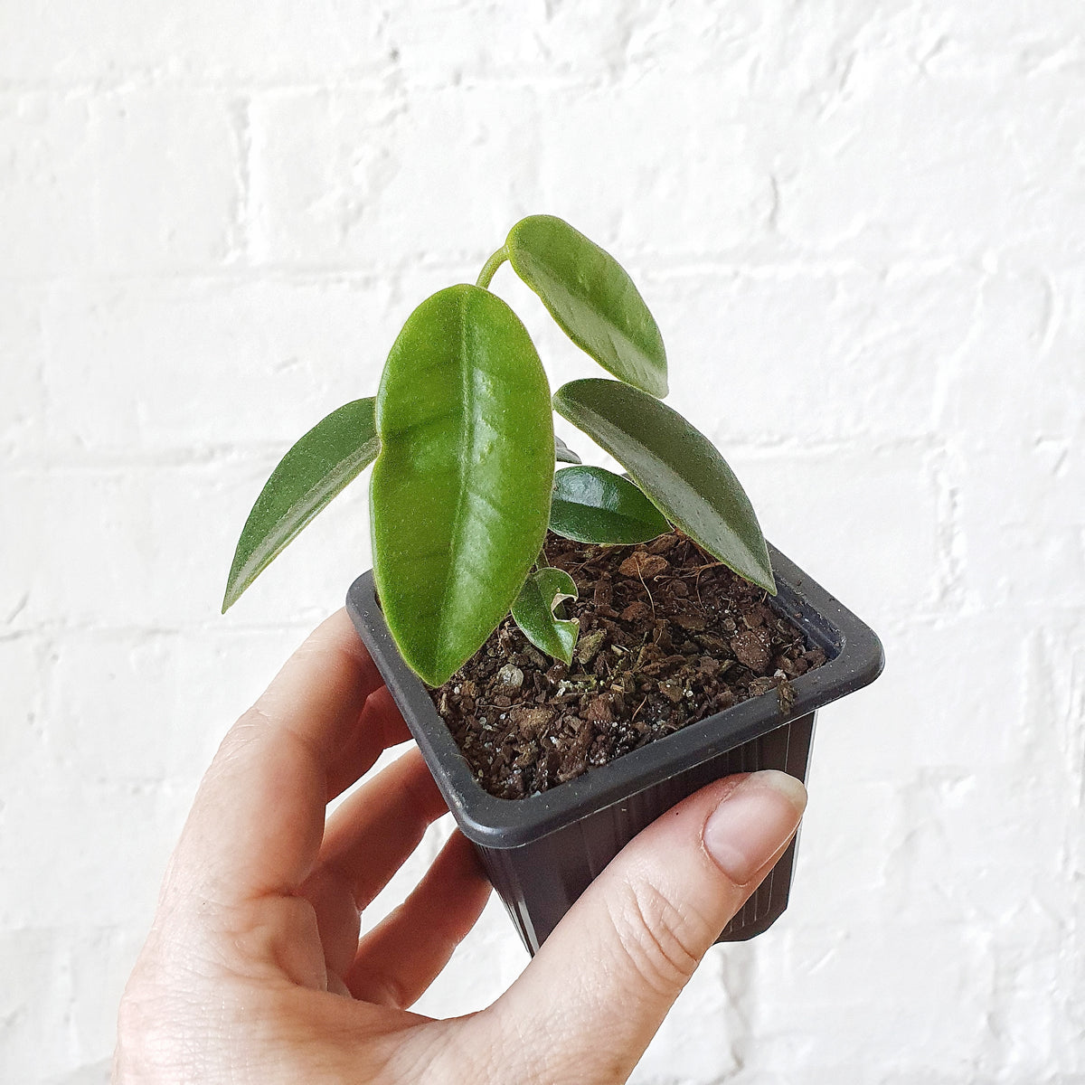 Hoya coronaria 'Red' - 7cm pot | Plantsmith Indoor Plants Melbourne