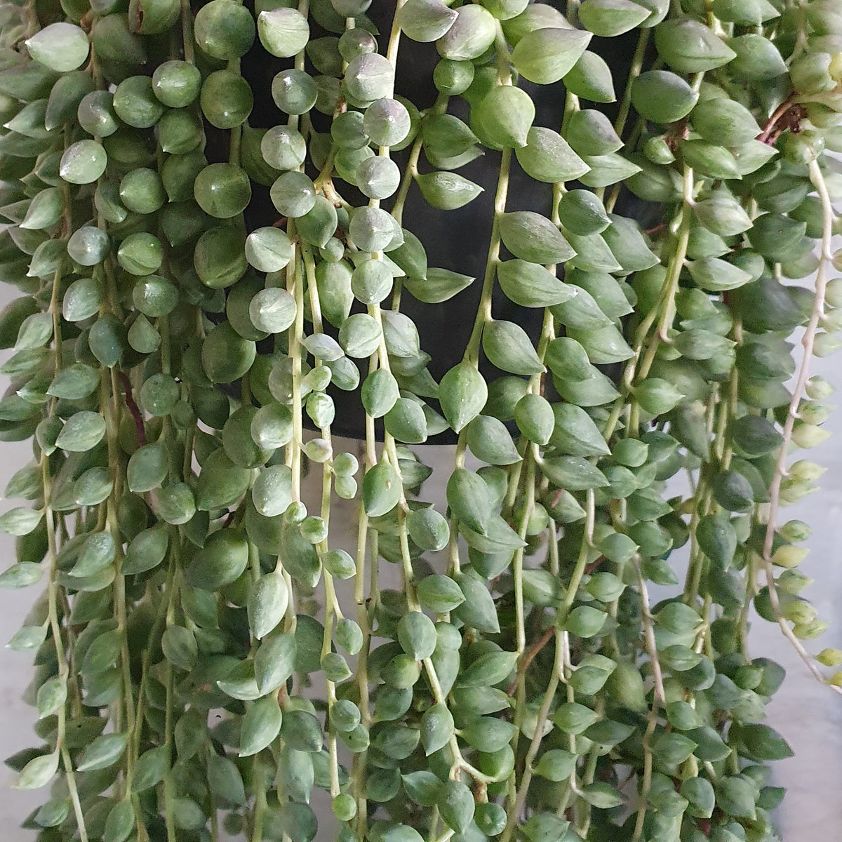 Curio 'Angel’s Tears' variegated - 15cm pot | Plantsmith Indoor Plants ...