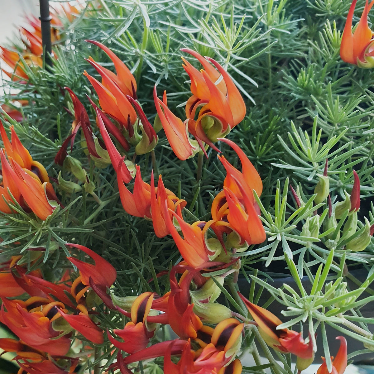 Lotus berthelotti (Trail Blazer) | Plantsmith Indoor Plants Melbourne