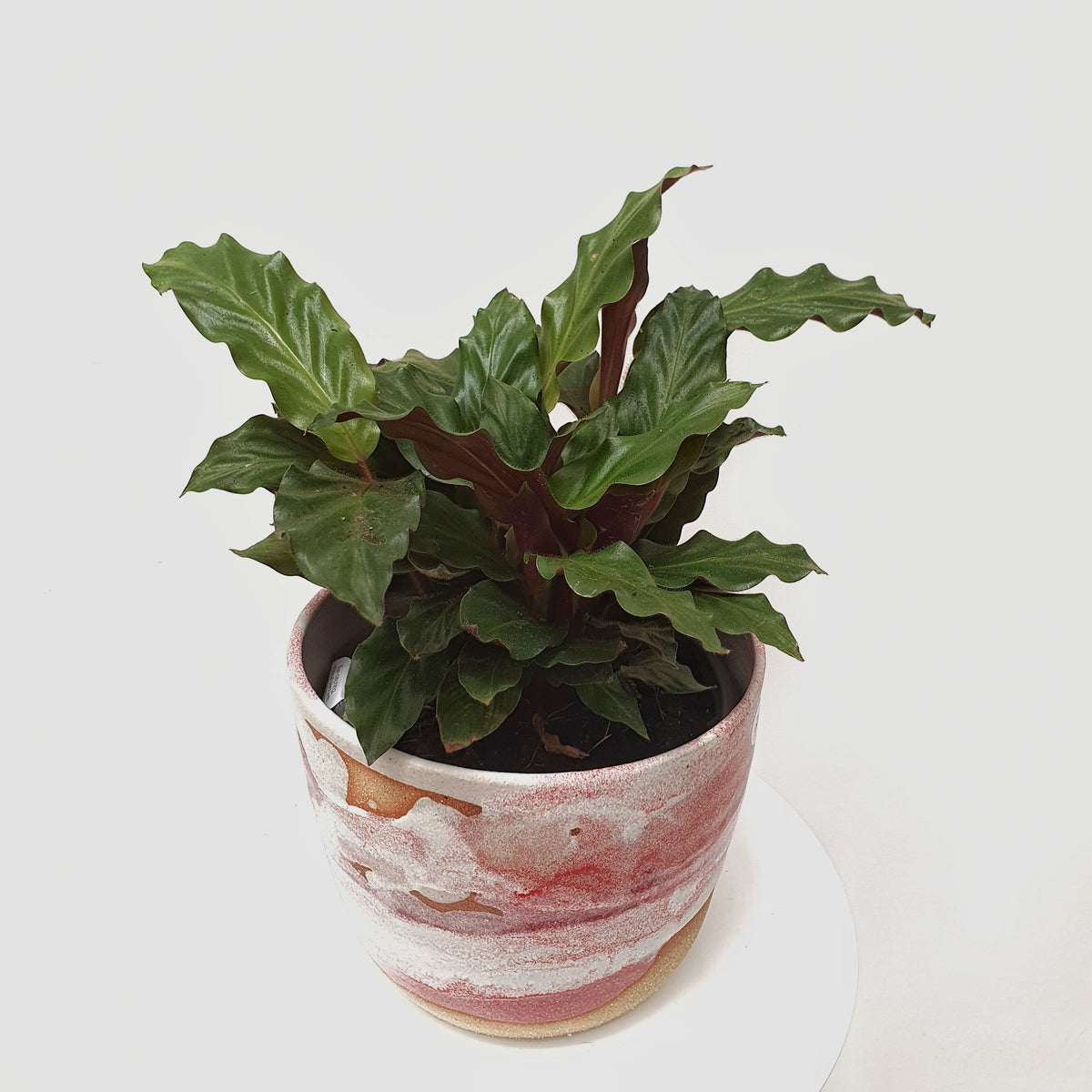 Calathea rufibarba (Velvet Calathea) - 12cm pot | Plantsmith Indoor ...
