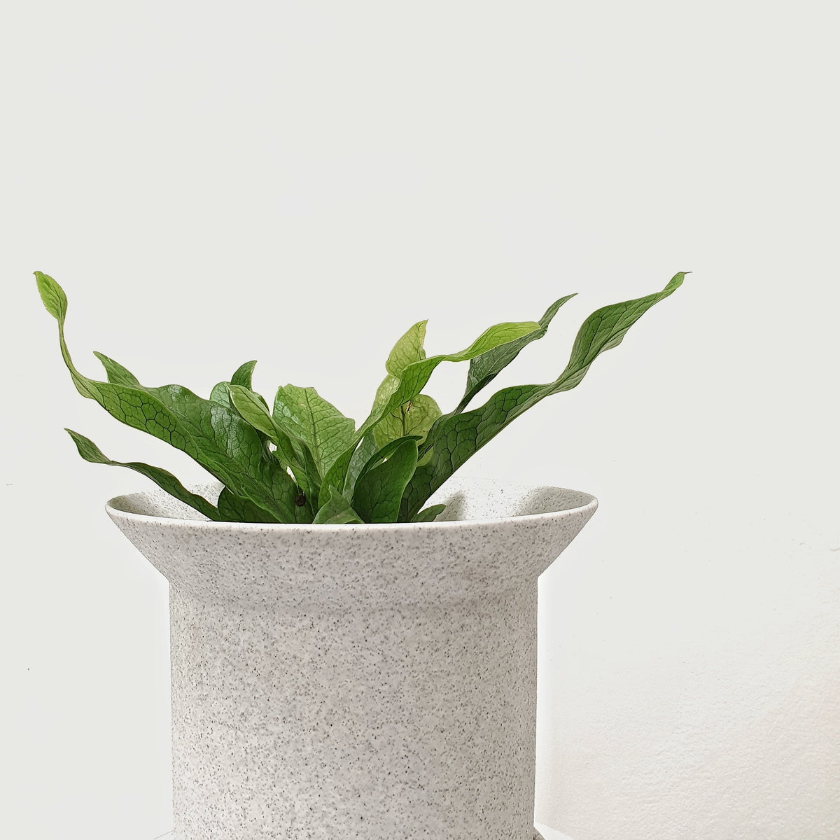 Microsorum musifolium (Crocodylus Fern) - 13cm pot | Plantsmith Indoor ...