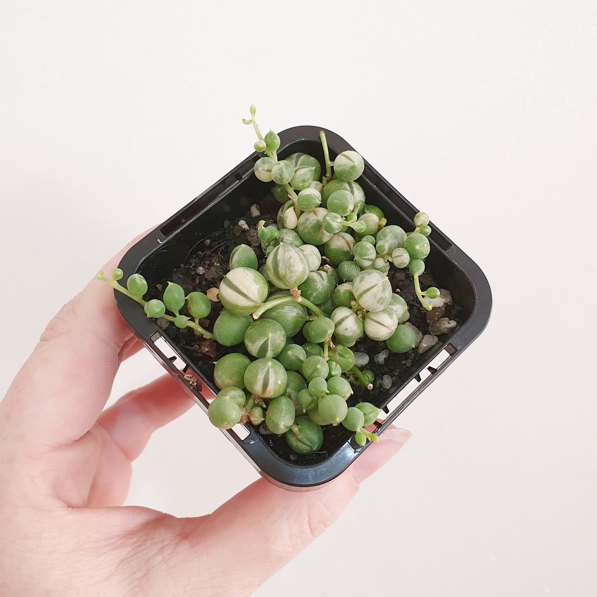 Variegated Curio rowleyanus (String of Pearls) - 7cm pot | Plantsmith ...