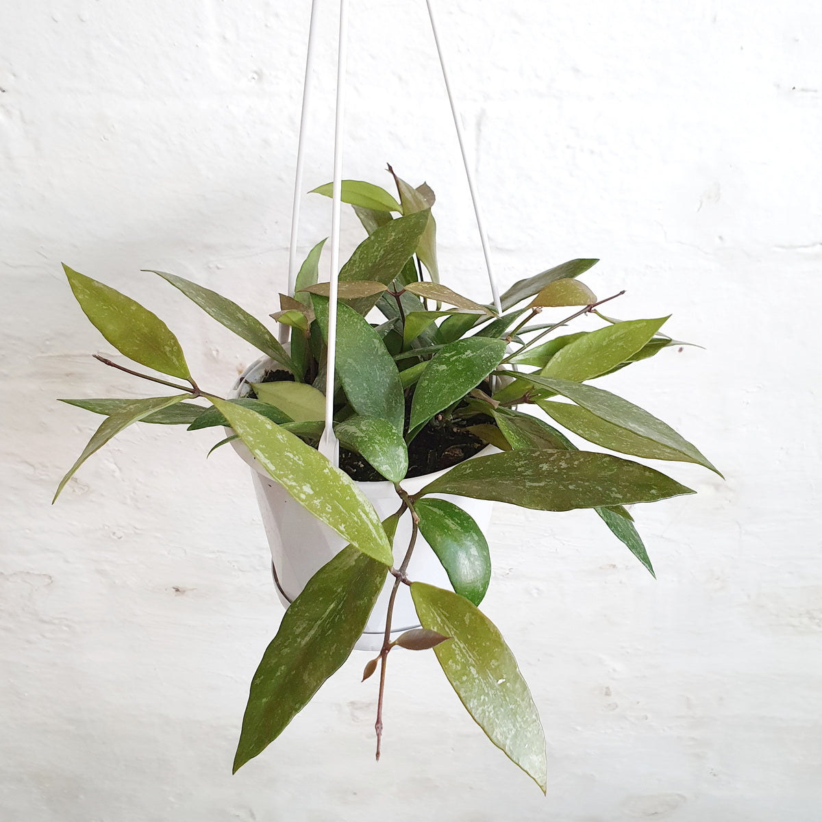 Hoya inconspicua - 13cm pot | Plantsmith Indoor Plants Melbourne