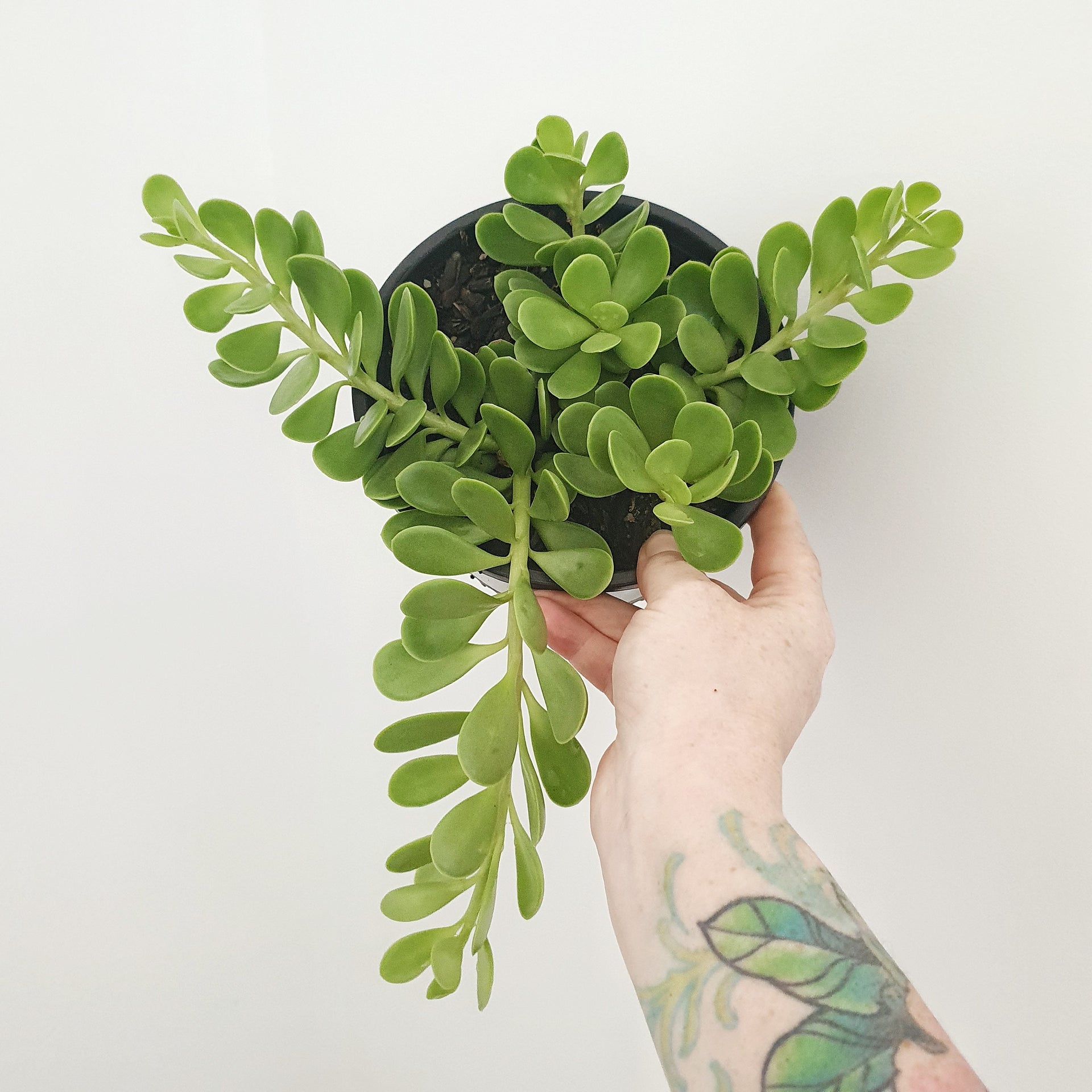 Senecio jacobsenii (Trailing Jade) - 15cm pot | Plantsmith Indoor ...