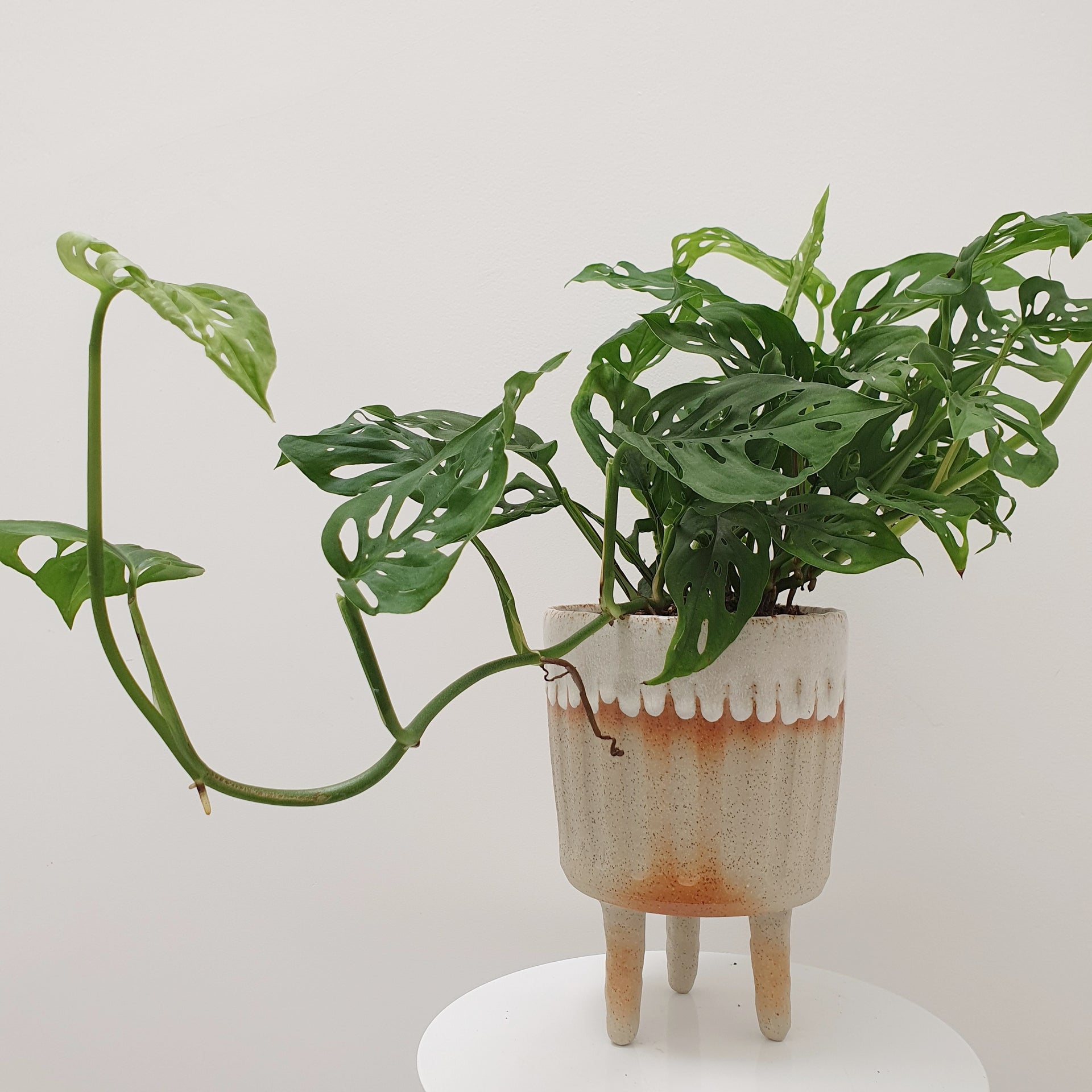 Peta Marie planter with legs | Plantsmith Indoor Plants Melbourne