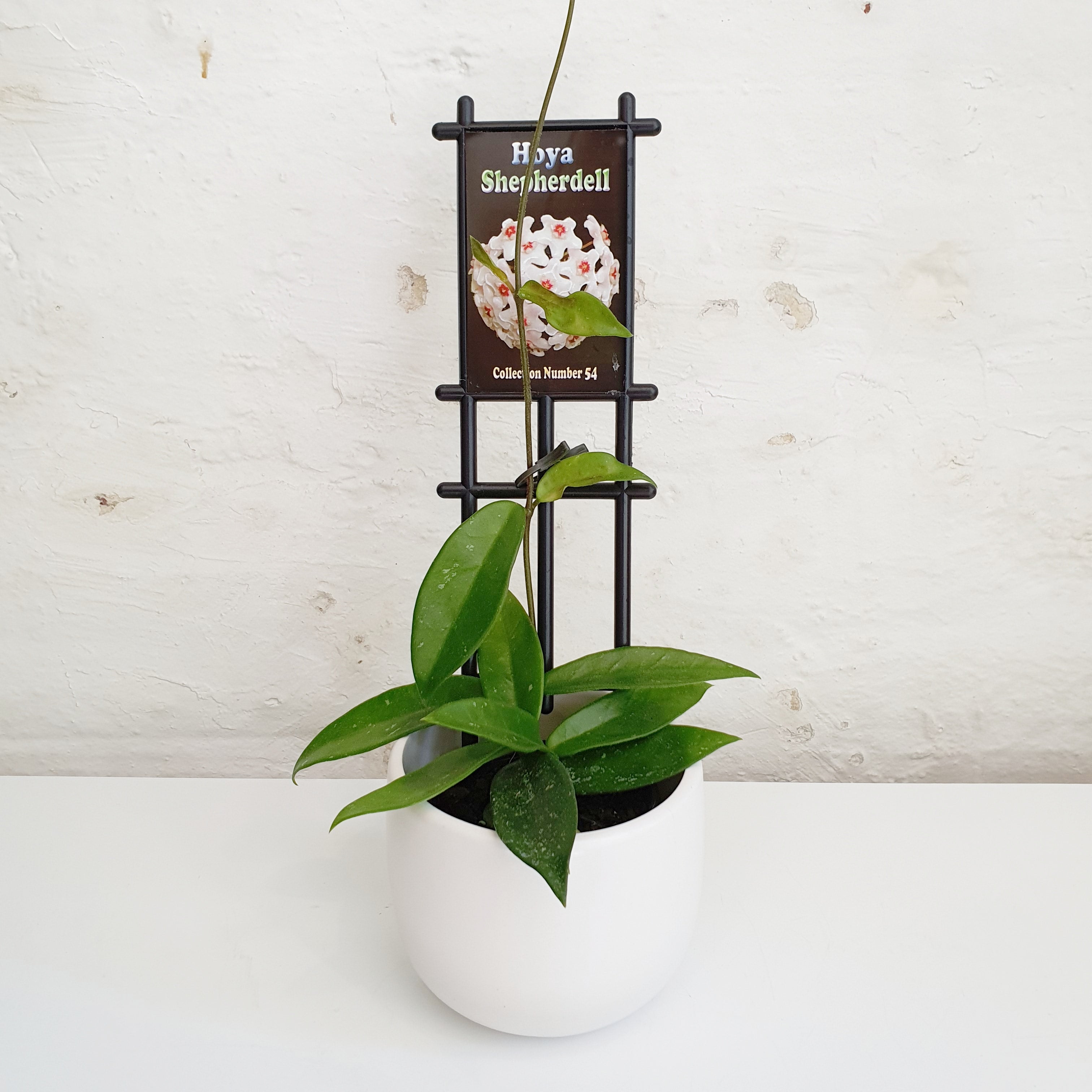 Hoya shepherdeii - 8cm pot | Plantsmith Indoor Plants Melbourne