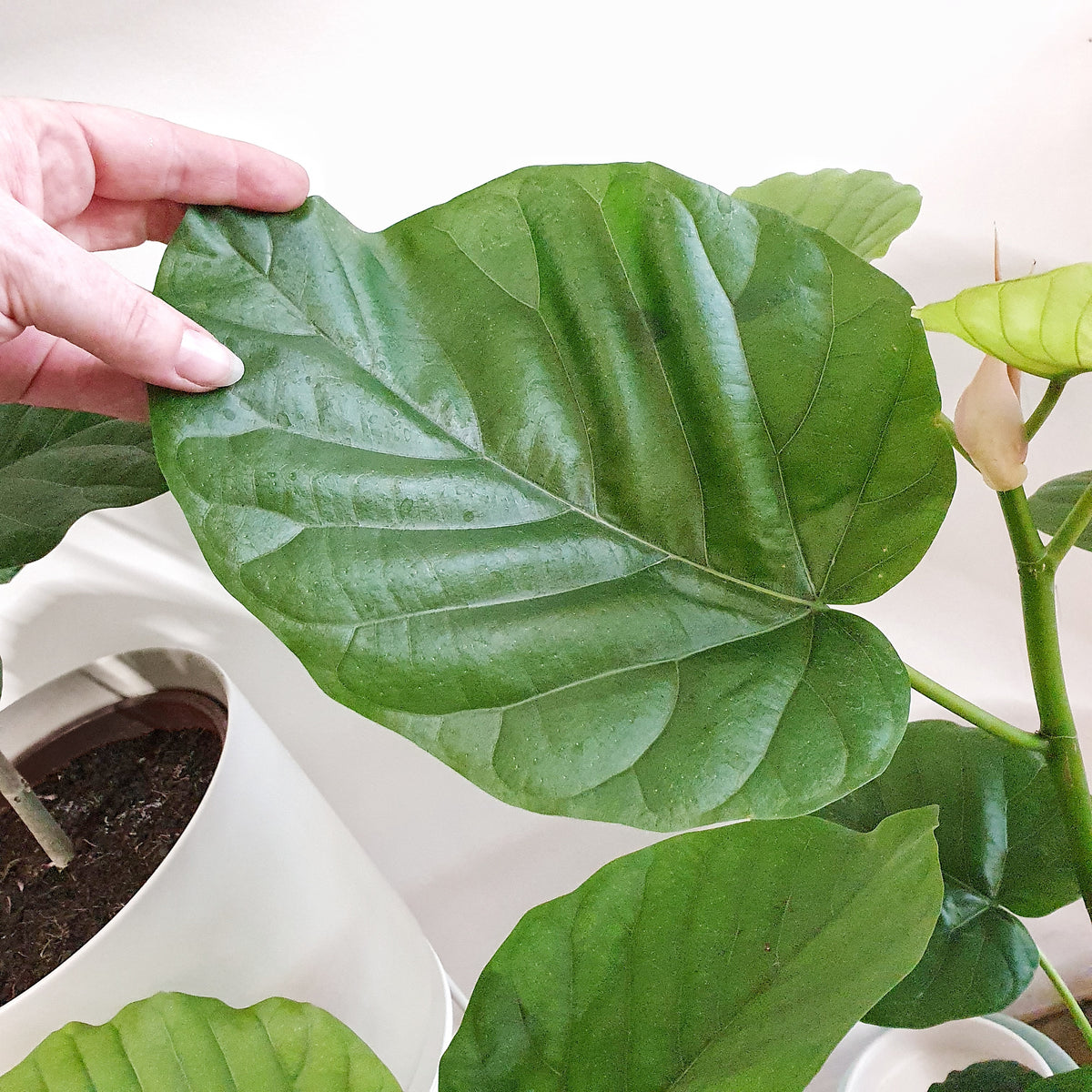 Ficus umbellata - 20cm pot | Plantsmith Indoor Plants Melbourne