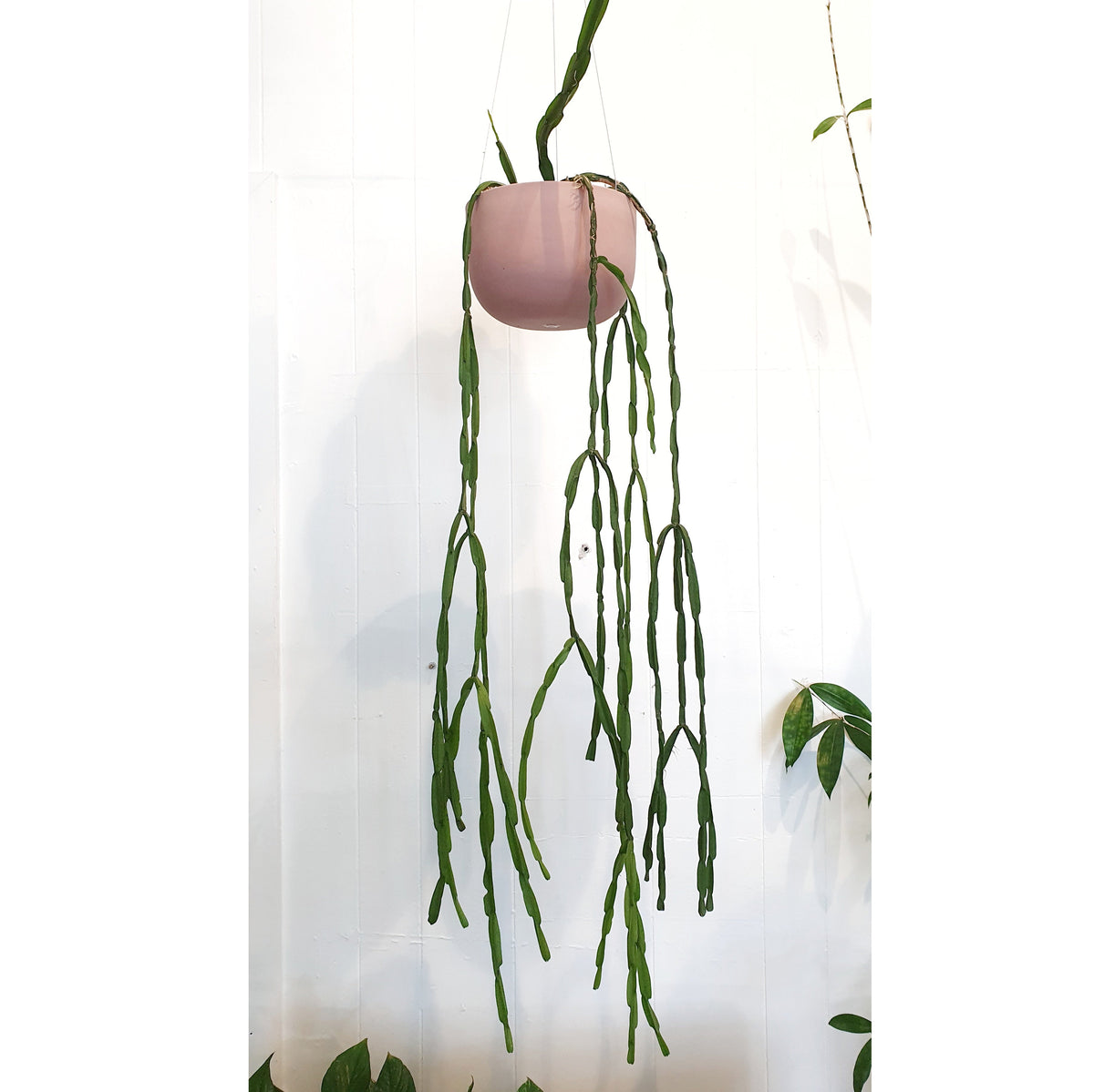 Rhipsalis paradoxa - ADVANCED 15cm pot | Plantsmith Indoor Plants Melbourne