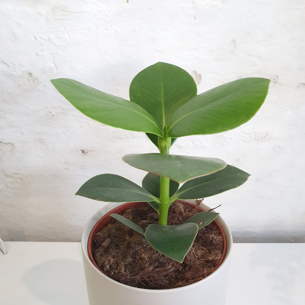 Clusia rosea (Autograph Plant) - 12cm pot | Plantsmith Indoor Plants ...