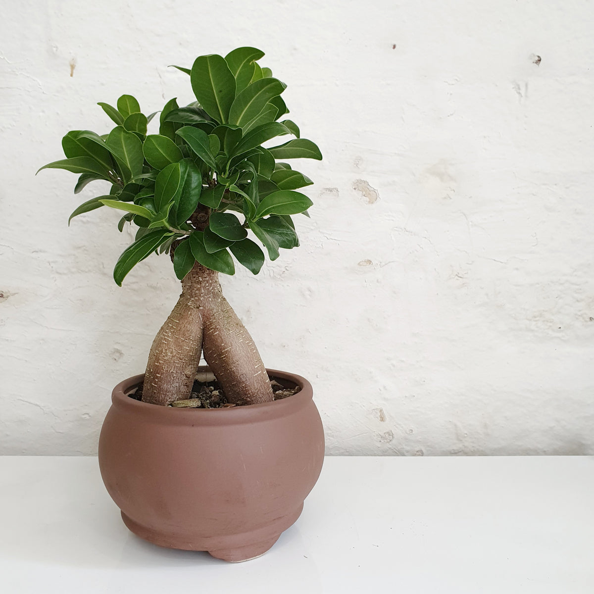Pot Belly Fig in Ceramic Planter | Plantsmith Indoor Plants Melbourne