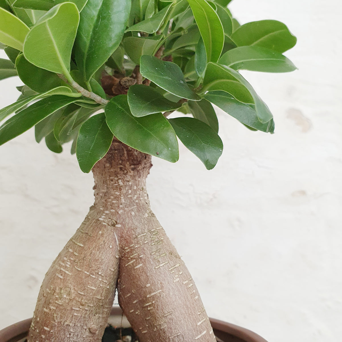 Pot Belly Fig in Ceramic Planter | Plantsmith Indoor Plants Melbourne