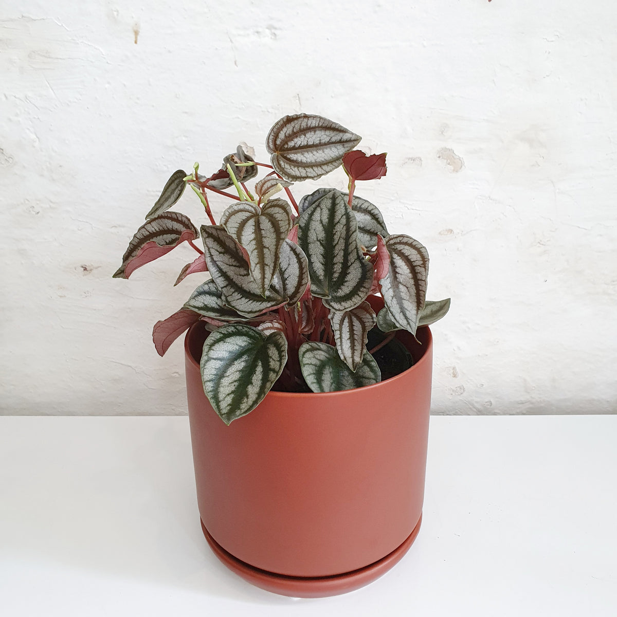 Peperomia turboensis (Red Watermelon Peperomia) - 13cm pot | Plantsmith ...