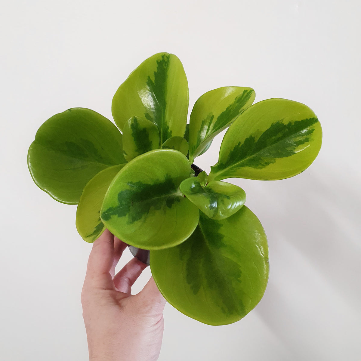 Peperomia obtusifolia ‘Lemon Lime’ (Jade Peperomia) - 9.5cm pot ...