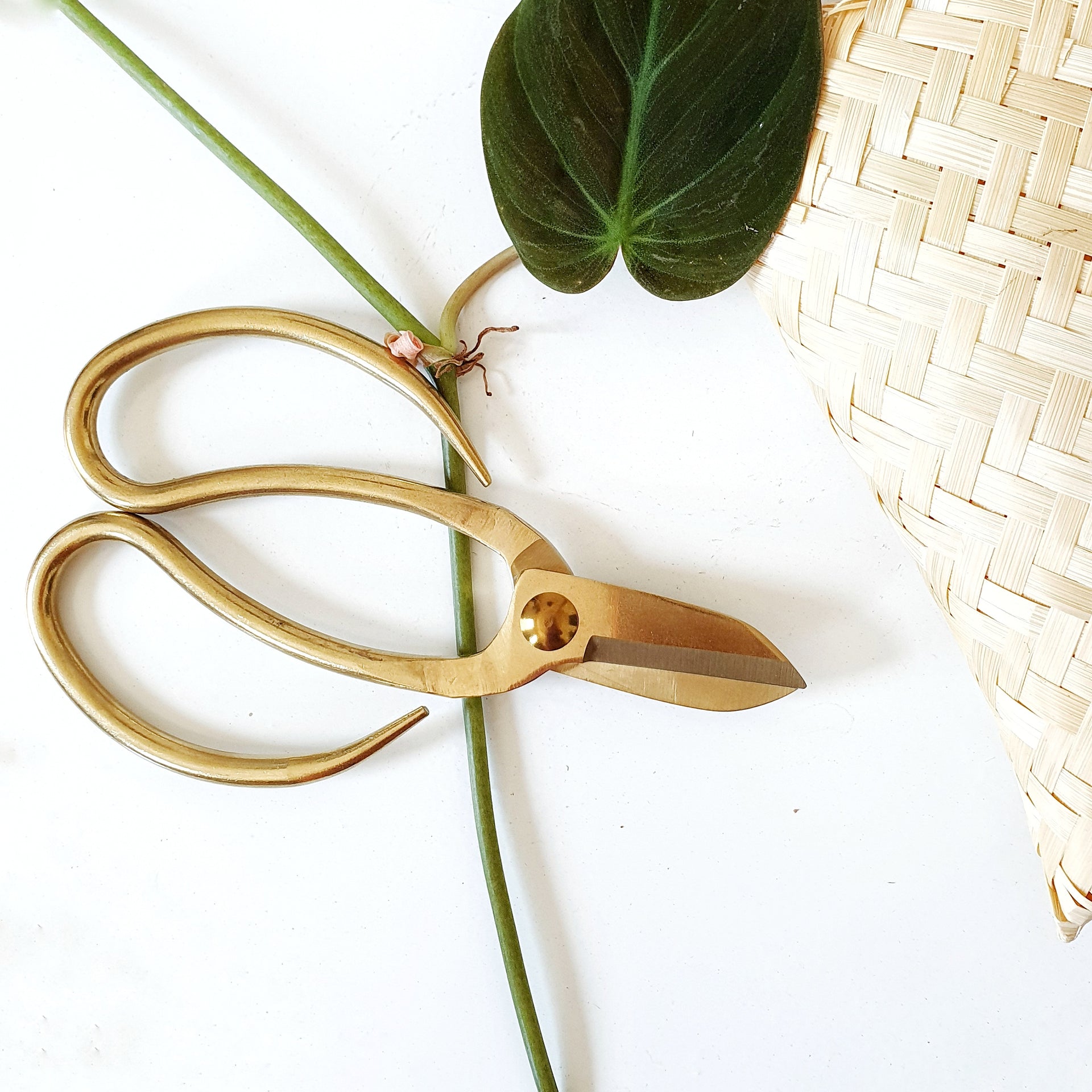Brass Pruning Scissors | Plantsmith Indoor Plants Melbourne