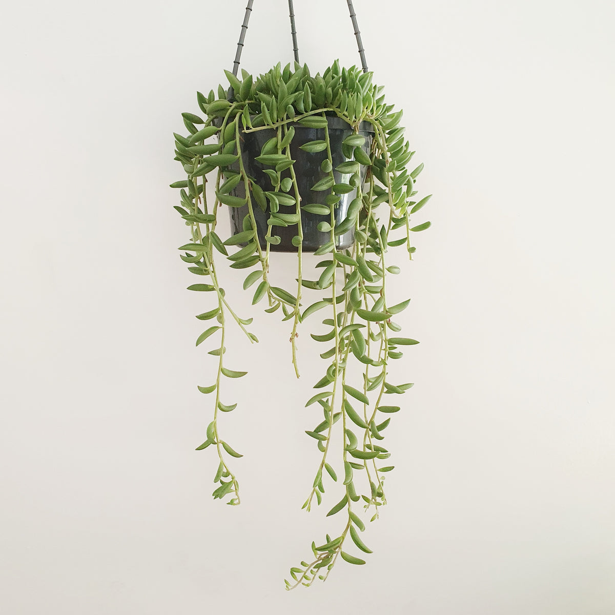Curio radicans (String of Bananas/Beans) - 15cm pot | Plantsmith Indoor ...