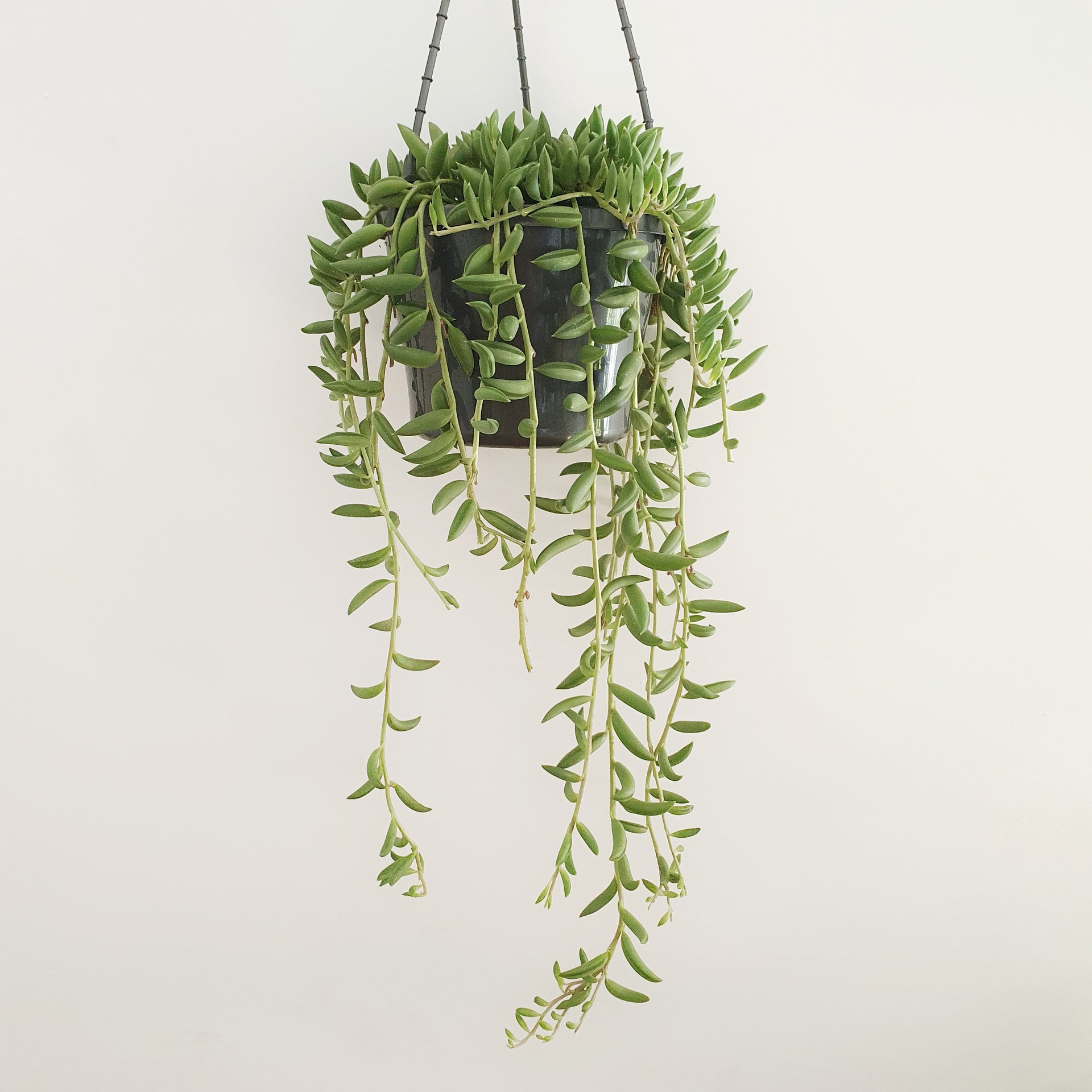 Curio radicans (String of Bananas/Beans) - 15cm pot | Plantsmith Indoor ...