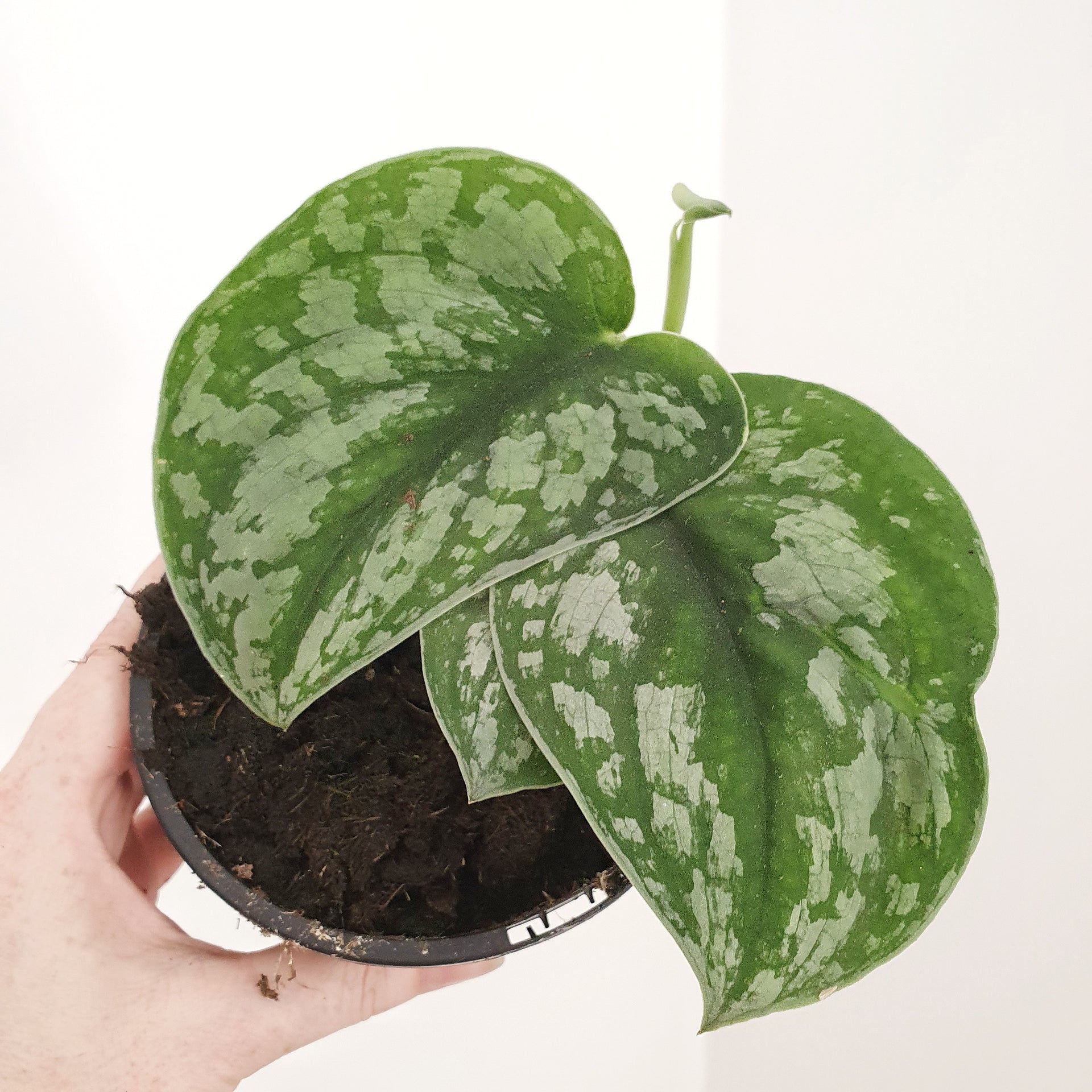 Scindapsus pictus 'Exotica' (silver satin pothos) - 12cm pot ...