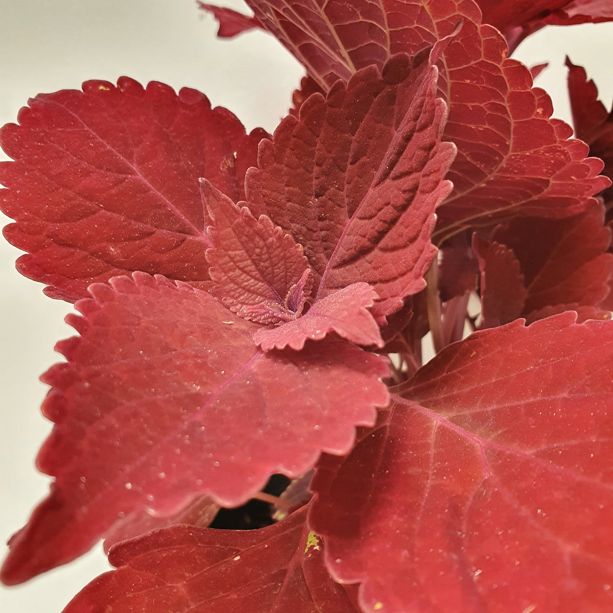 Solenostemon scutellarioides (Coleus 'Ruby Slipper') - 20cm squat pot ...
