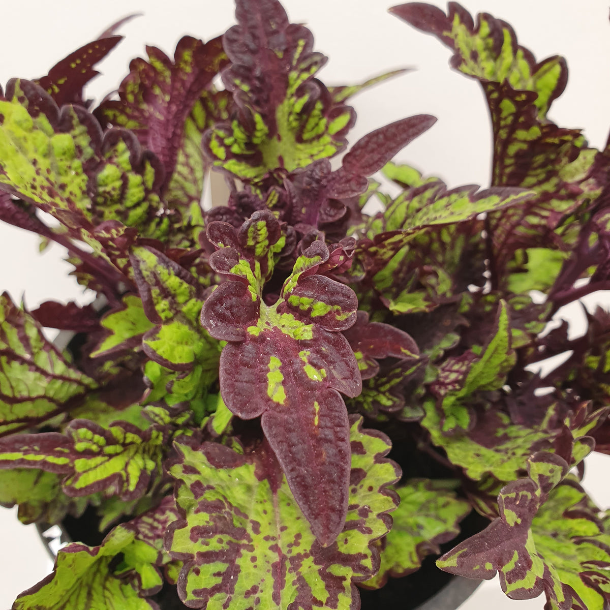 Solenostemon scutellarioides (Coleus Main St 'Rodeo Drive') - 20cm ...