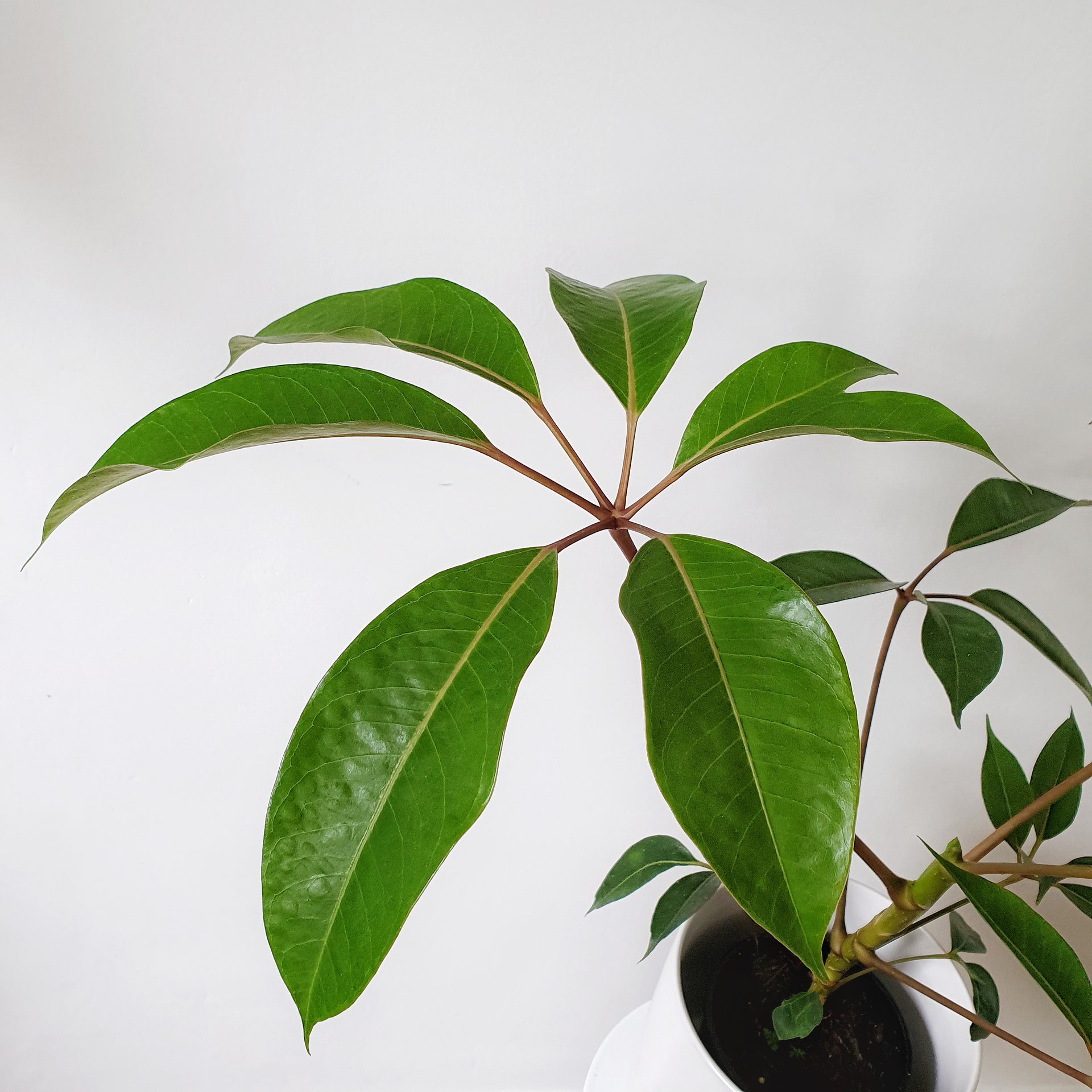 Tupidanthus calyptratus - 14cm pot | Plantsmith Indoor Plants Melbourne