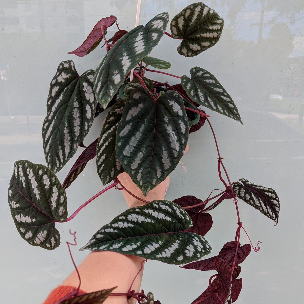 Cissus discolor (Rex Begonia Vine) - 10cm pot | Plantsmith Indoor ...