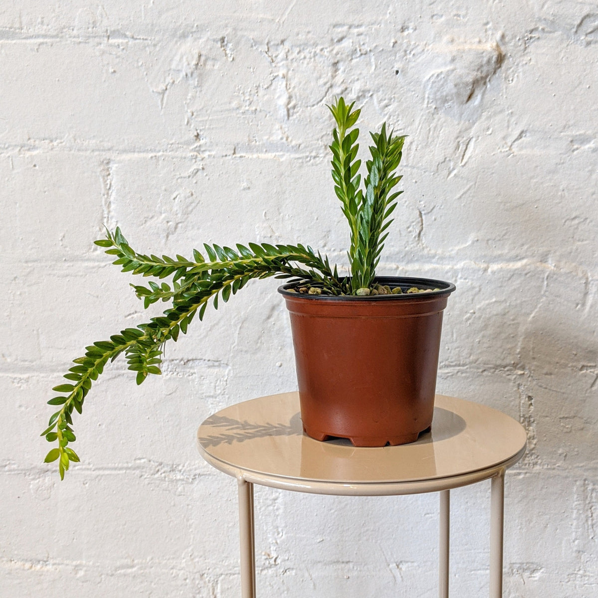 Phlegmariurus phlegmaria (Fiji Layered Tassel Fern) | Plantsmith Indoor ...