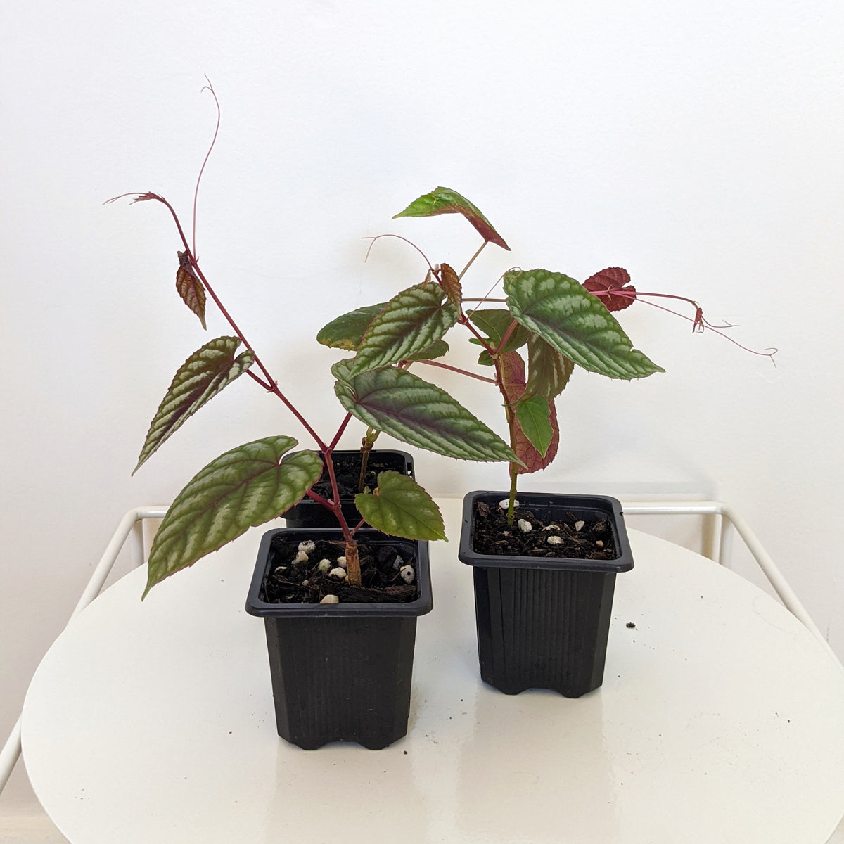 Cissus discolor (Rex Begonia Vine) - 7cm pot | Plantsmith Indoor Plants ...