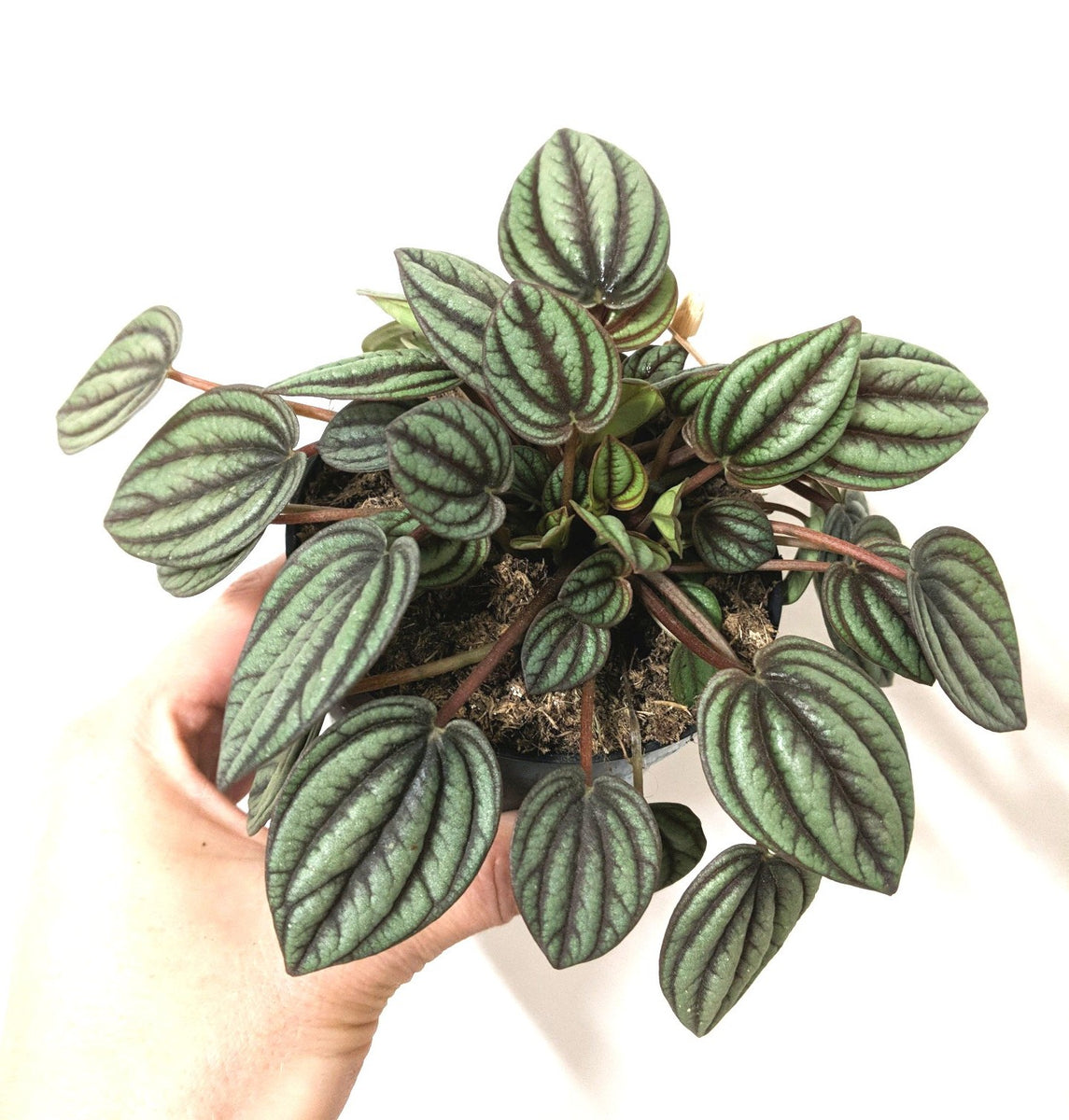 Peperomia albovittata 'Piccolo Banda' - 9.5cm pot | Plantsmith Indoor ...