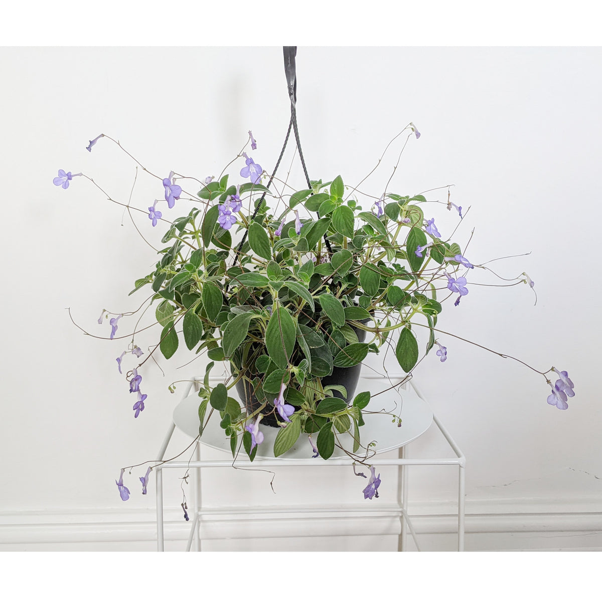 Streptocarpus caulescens (Nodding Violet) Basket - 20cm hanging basket ...