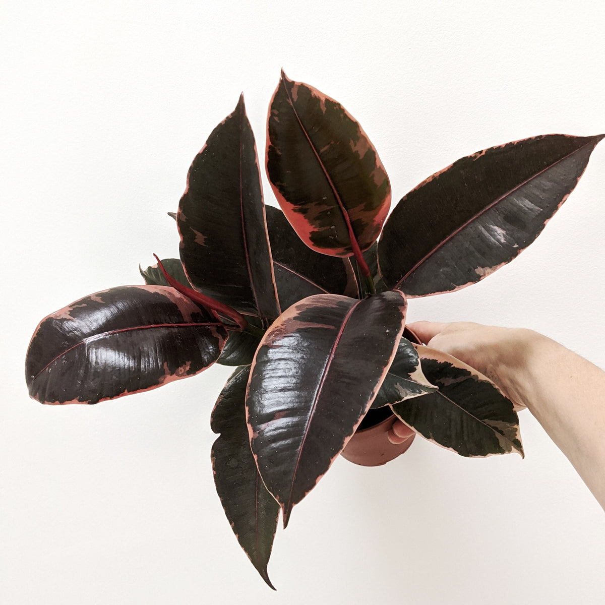 Ficus elastica "Ruby" - 12cm pot | Plantsmith Indoor Plants Melbourne