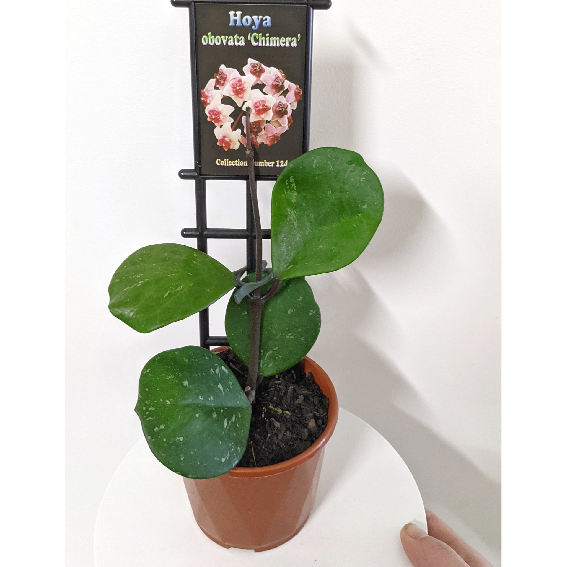Hoya obovata ‘Chimera’ - 10cm pot | Plantsmith Indoor Plants Melbourne
