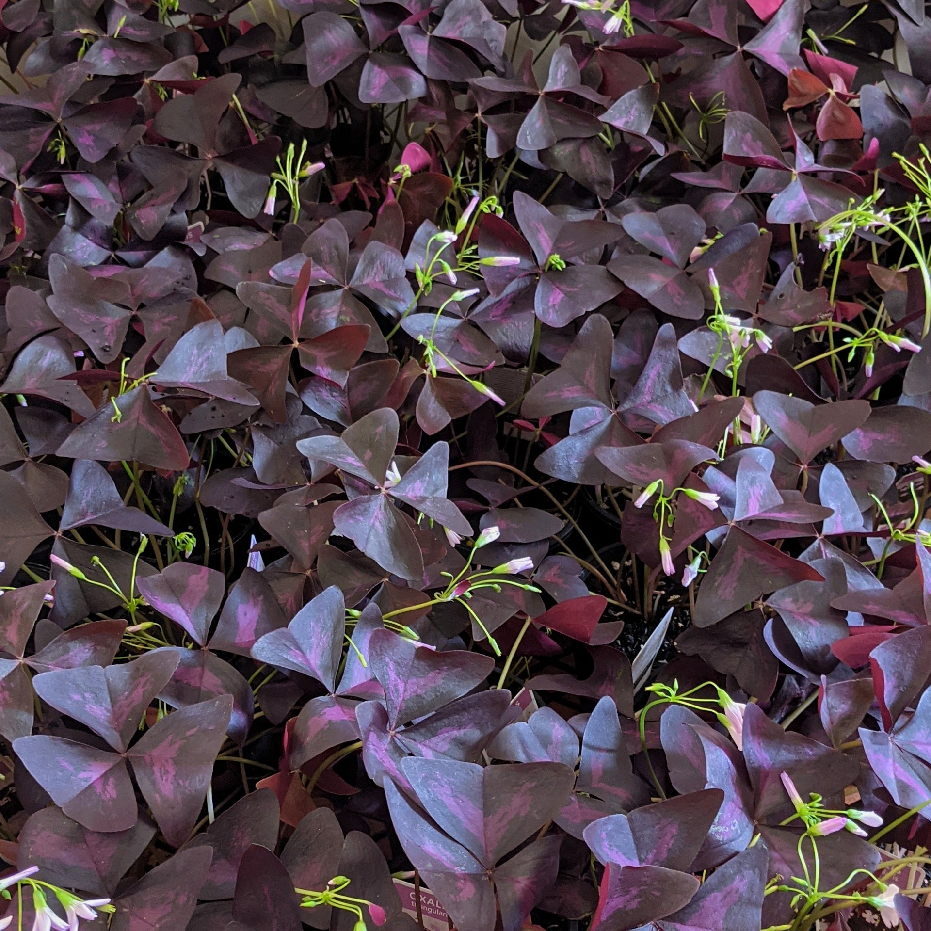 Oxalis triangularis (Purple Shamrock) - 10cm pot | Plantsmith Indoor ...
