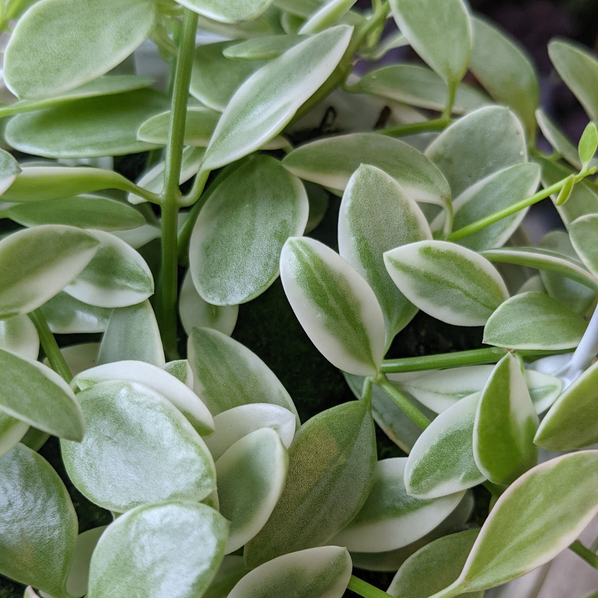 Dischidia Oiantha Variegata - 13cm pot | Plantsmith Indoor Plants Melbourne