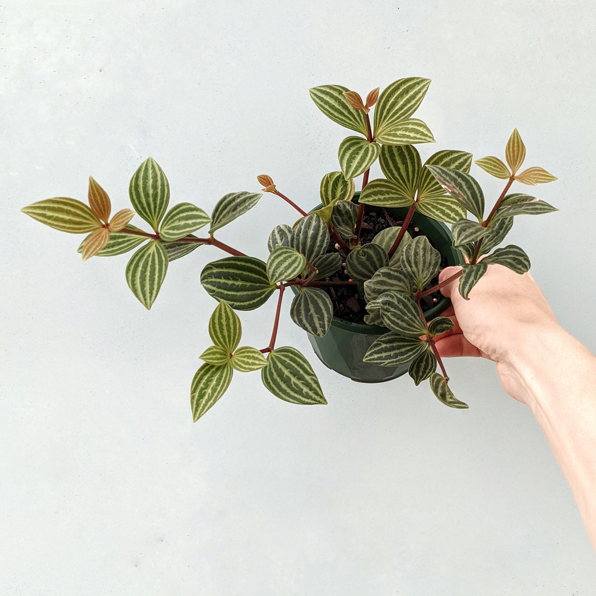 Peperomia puteolata (Parallel Peperomia) - 13cm pot | Plantsmith Indoor ...