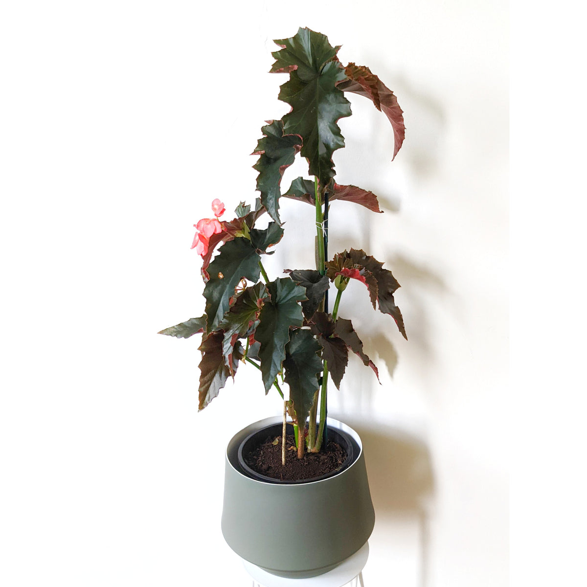 Cane Begonia Tree sp. - pink flowers - 20cm pot | Plantsmith Indoor ...