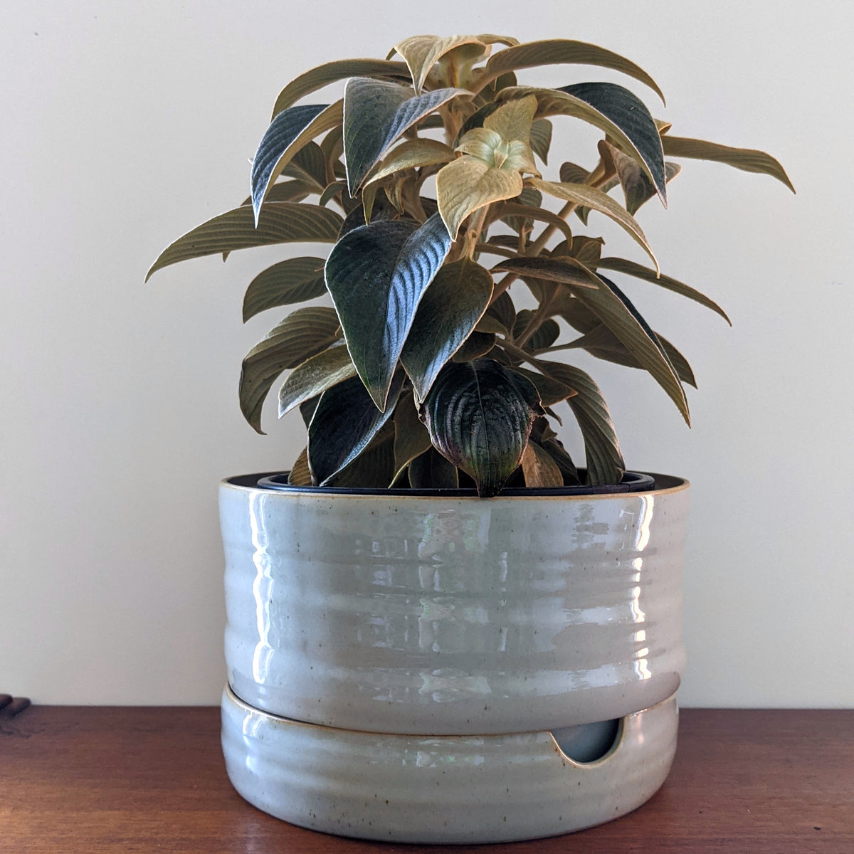 Strobilanthes gossypinus - Silver Persian Shield - 20cm | Plantsmith ...